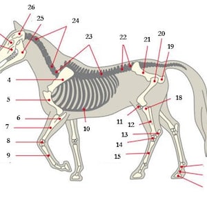 PRINTABLE Horse Skeletal Anatomy Worksheet and Practice Sheet - Etsy