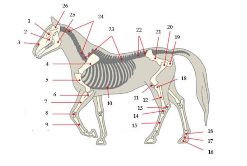 PRINTABLE Horse Skeletal Anatomy Worksheet and Practice Sheet - Etsy ...