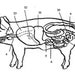 PRINTABLE Pig Digestive Anatomy Worksheet and Practice Pages Included ...