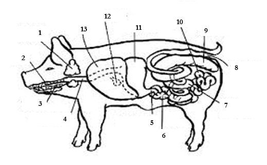 PRINTABLE Pig Digestive Anatomy Worksheet and Practice Pages Included ...