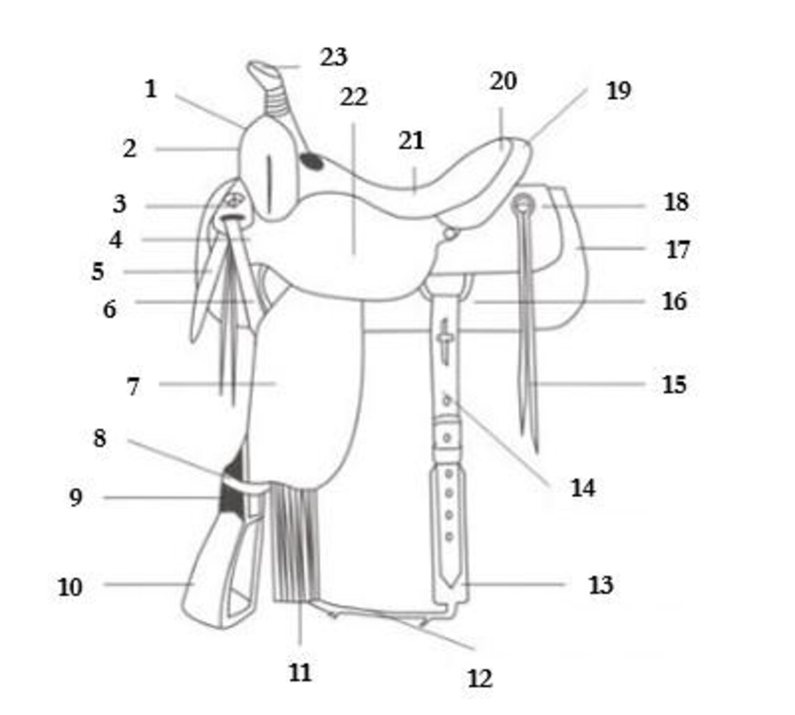 PRINTABLE Western Horse Saddle Anatomy Worksheet - Etsy
