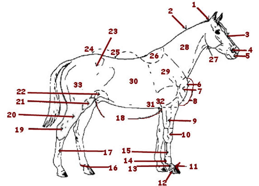 PRINTABLE Horse External Anatomy Worksheet - Etsy