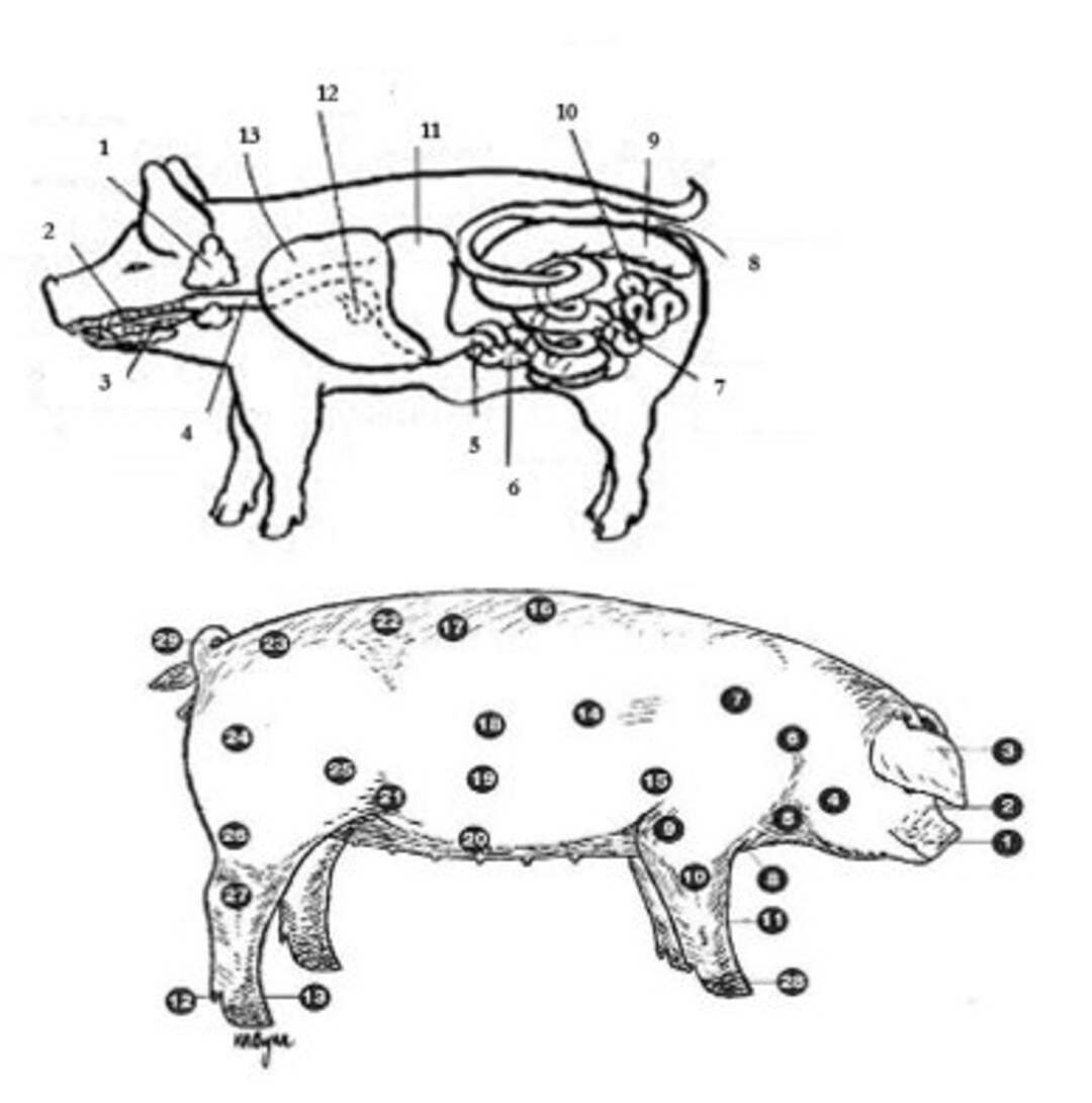 PRINTABLE Pig External and Digestive Anatomy Worksheet Bundle - Etsy