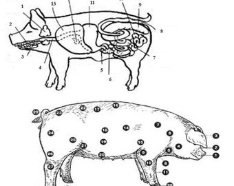 PRINTABLE Pig Skeletal and Digestive Anatomy Worksheet Bundle - Etsy