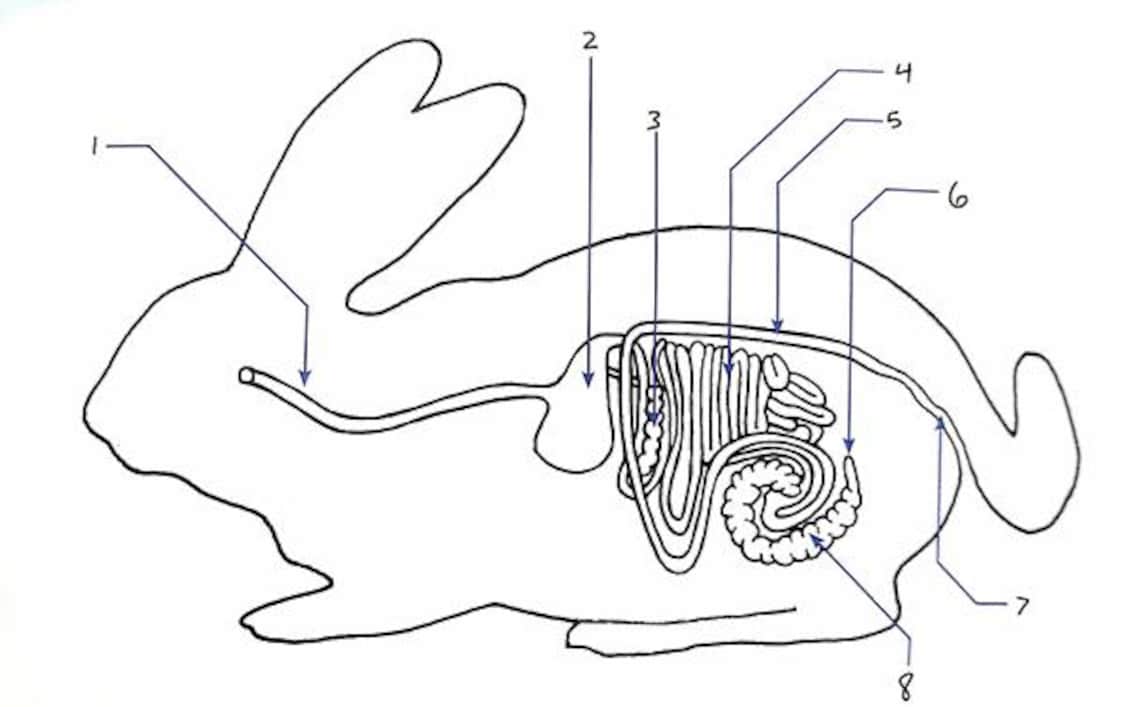PRINTABLE Rabbit Digestive Anatomy Worksheet and Practice Pages ...