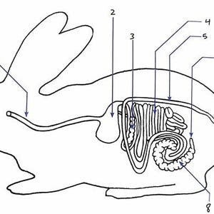 PRINTABLE Rabbit Digestive Anatomy Worksheet and Practice Pages ...