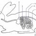 PRINTABLE Rabbit Digestive Anatomy Worksheet and Practice Pages ...
