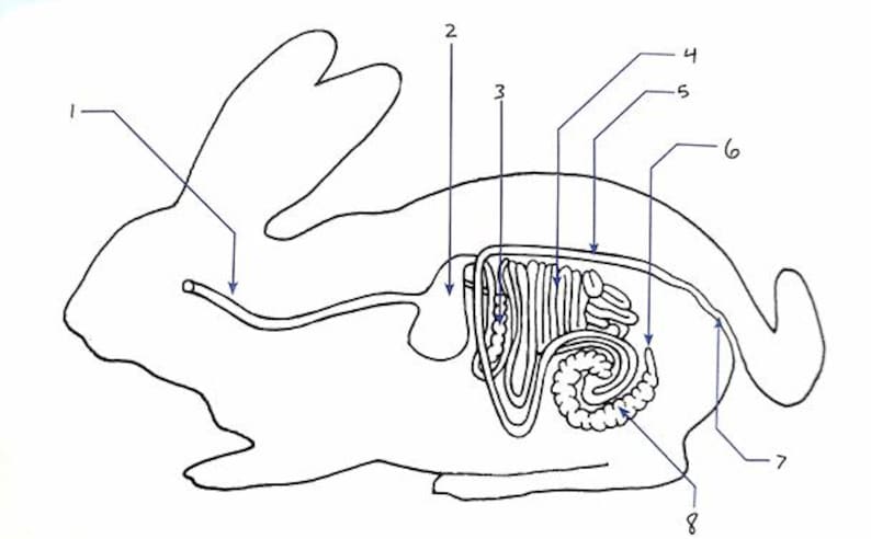 PRINTABLE Rabbit Digestive Anatomy Worksheet and Practice Pages ...
