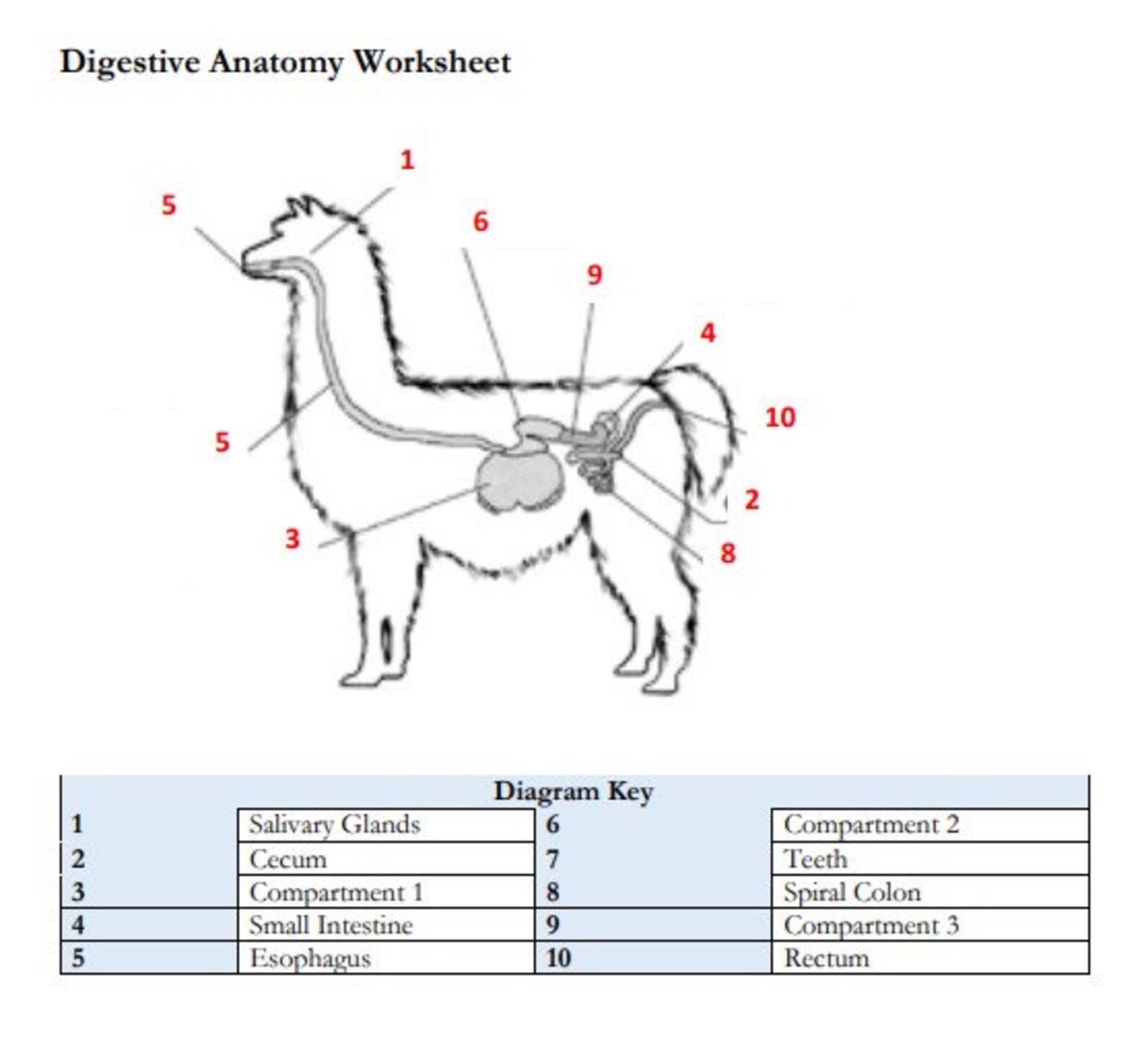PRINTABLE Llama Digestive Anatomy Worksheet and Practice Pages - Etsy