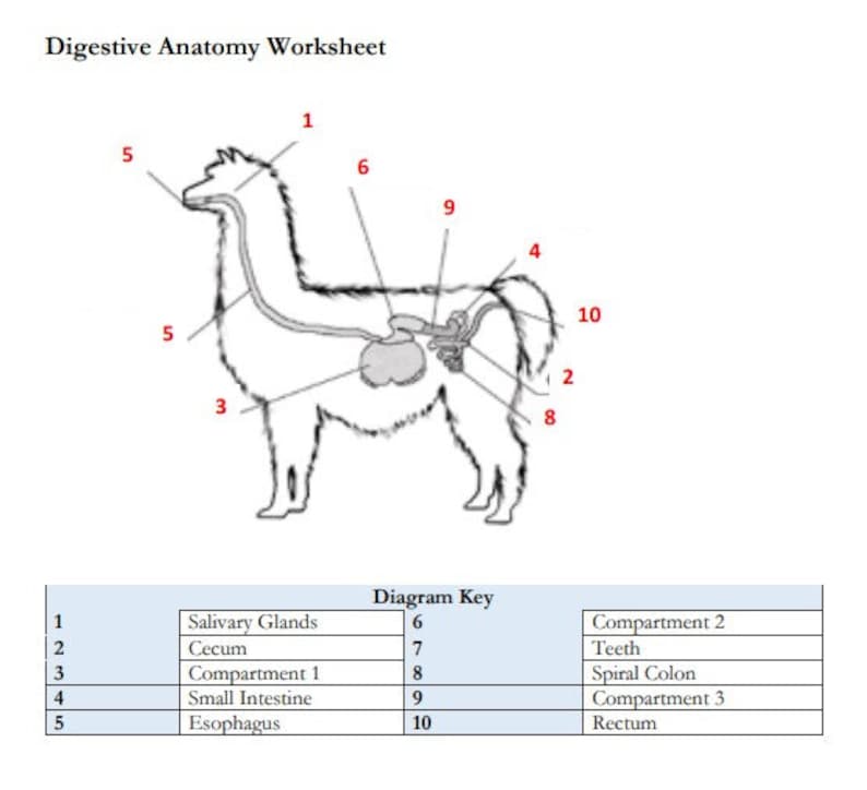 PRINTABLE Llama Digestive Anatomy Worksheet and Practice Pages - Etsy