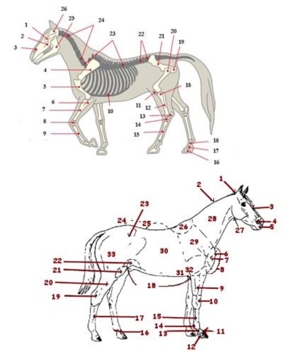 PRINTABLE Horse External and Skeletal Anatomy Worksheet - Etsy