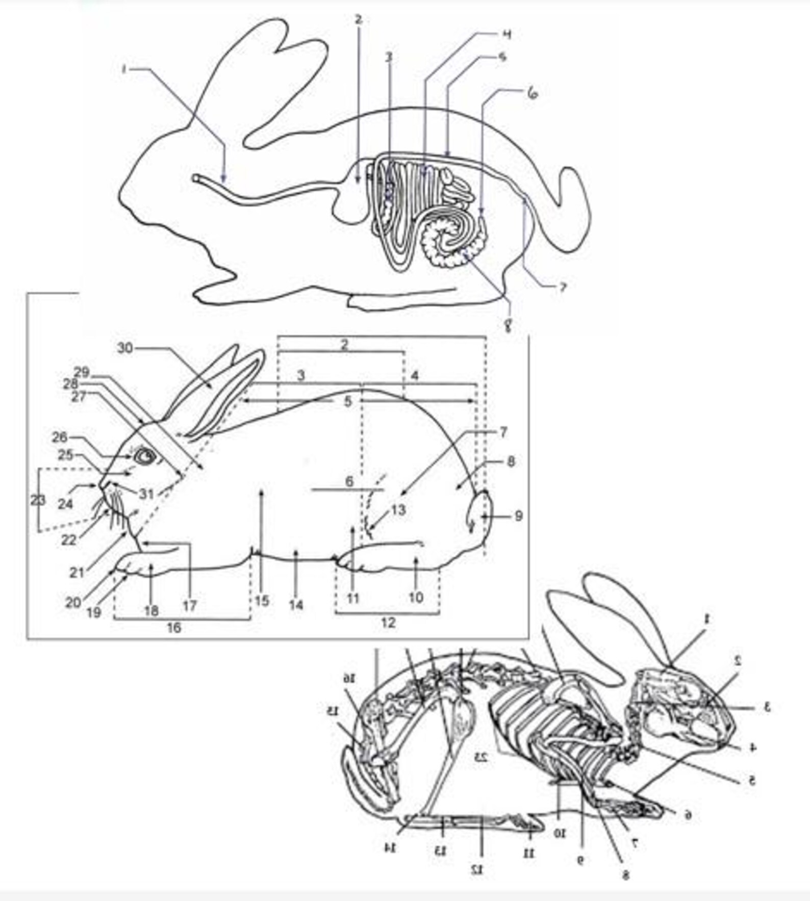 PRINTABLE Rabbit External, Digestive, and Skeletal Anatomy Worksheet ...