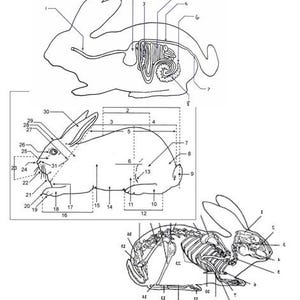 PRINTABLE Rabbit External, Digestive, and Skeletal Anatomy Worksheet ...