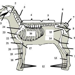 PRINTABLE Sheep Skeletal Anatomy Worksheet and Practice Sheet - Etsy
