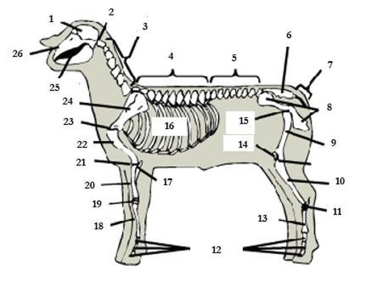 PRINTABLE Sheep Skeletal Anatomy Worksheet and Practice Sheet - Etsy