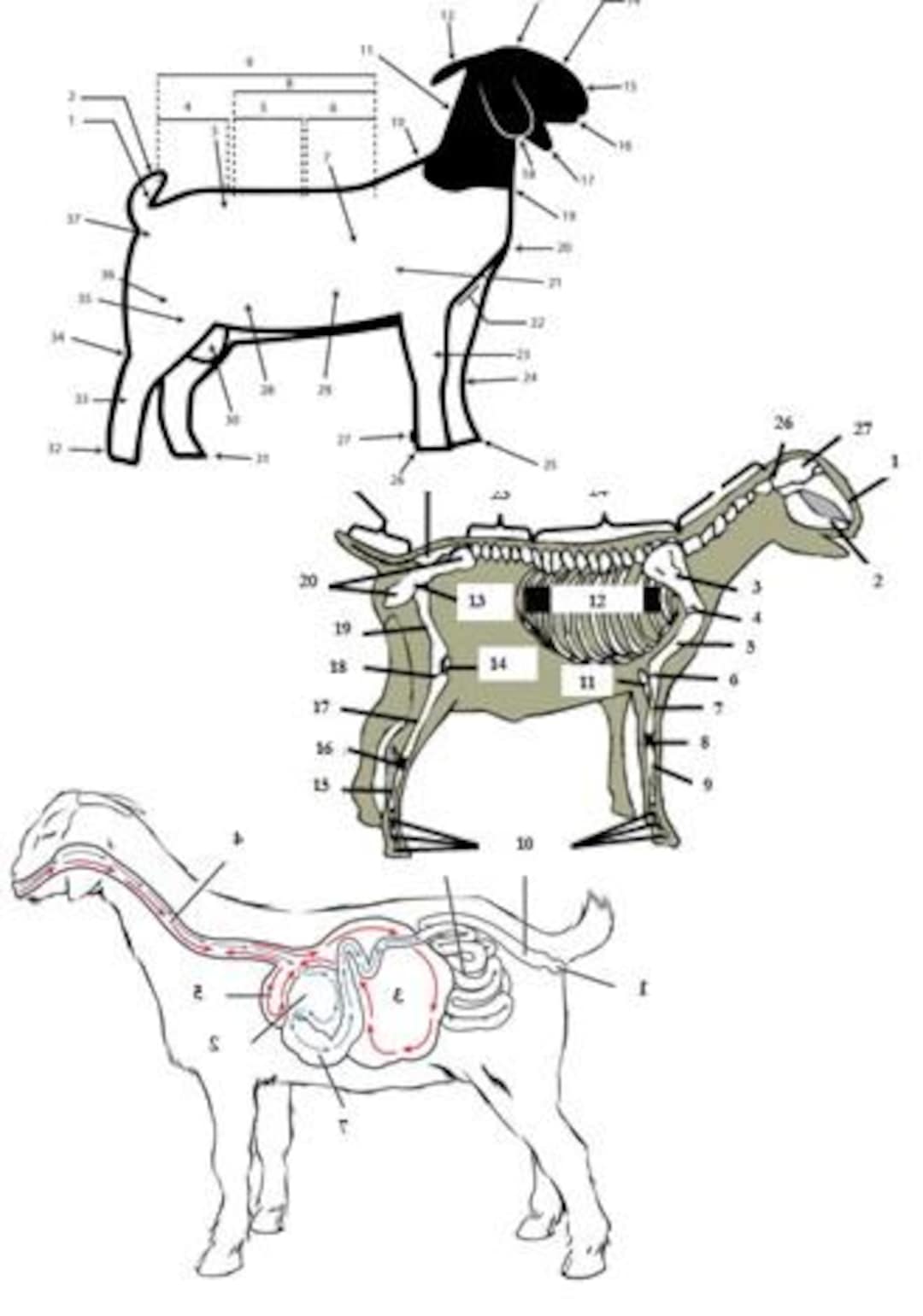 PRINTABLE Goat External, Digestive, and Skeletal Anatomy Worksheet and ...