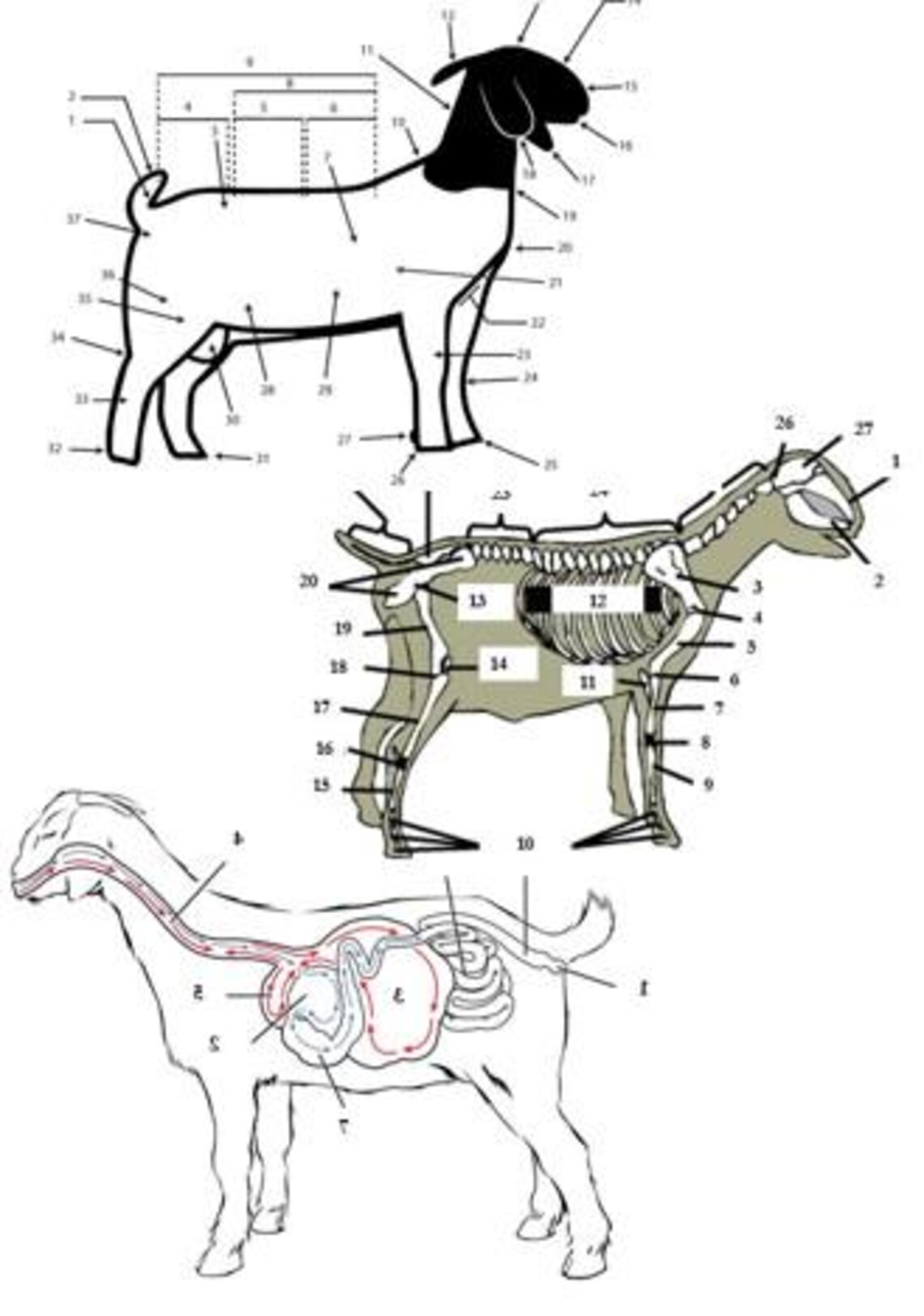 PRINTABLE Goat External, Digestive, and Skeletal Anatomy Worksheet and ...