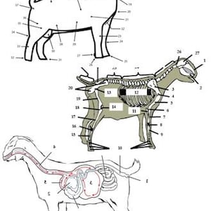 PRINTABLE Goat External, Digestive, and Skeletal Anatomy Worksheet and ...