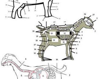 PRINTABLE Goat External Anatomy Worksheet - Etsy UK