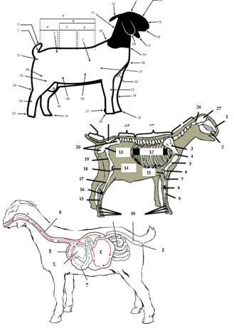 PRINTABLE Goat External, Digestive, and Skeletal Anatomy Worksheet and ...