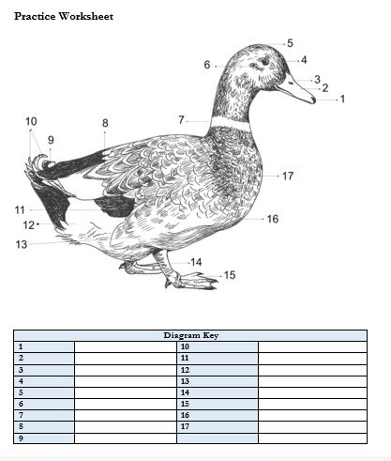 PRINTABLE Duck External Anatomy Worksheet - Etsy