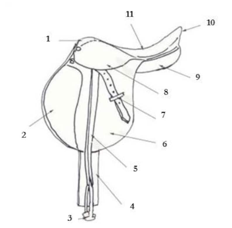 PRINTABLE English Saddle Anatomy Worksheet - Etsy