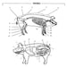 PRINTABLE Pig Skeletal and Digestive Anatomy Worksheet Bundle - Etsy