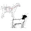 PRINTABLE Goat External Anatomy Worksheet - Etsy UK