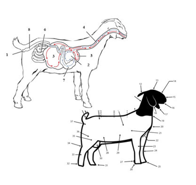 PRINTABLE Goat External and Digestive Anatomy Worksheet Bundle - Etsy