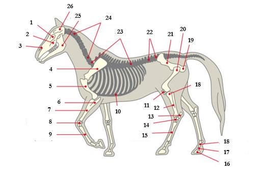 PRINTABLE Horse Skeletal Anatomy Worksheet and Practice Sheet - Etsy