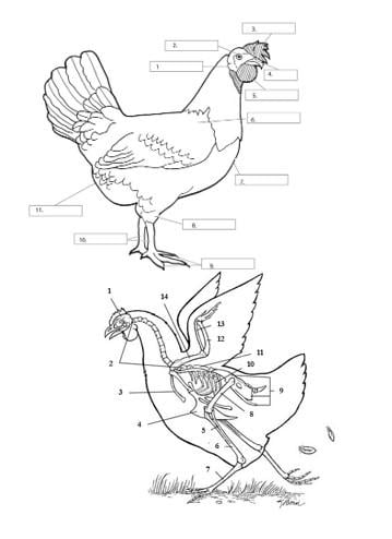 PRINTABLE Chicken External and Skeletal Anatomy Worksheet Bundle - Etsy
