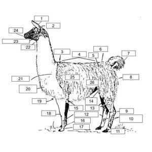 PRINTABLE Llama External Anatomy Worksheet - Etsy