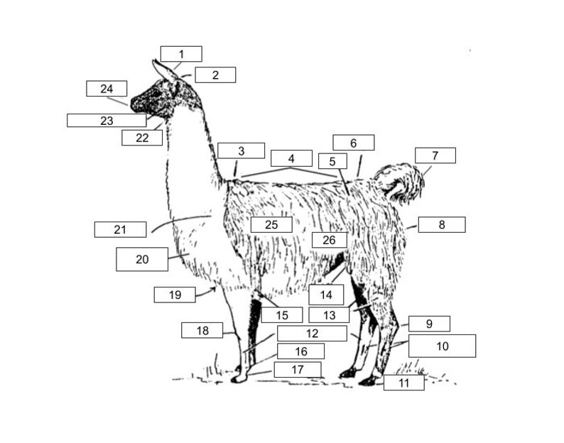 PRINTABLE Llama External Anatomy Worksheet - Etsy