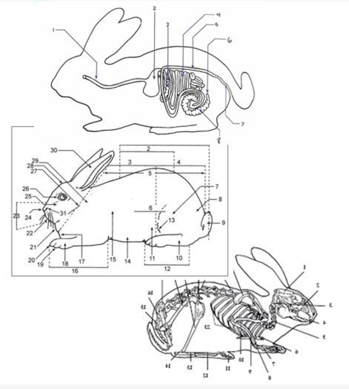 PRINTABLE Rabbit External, Digestive, and Skeletal Anatomy Worksheet ...