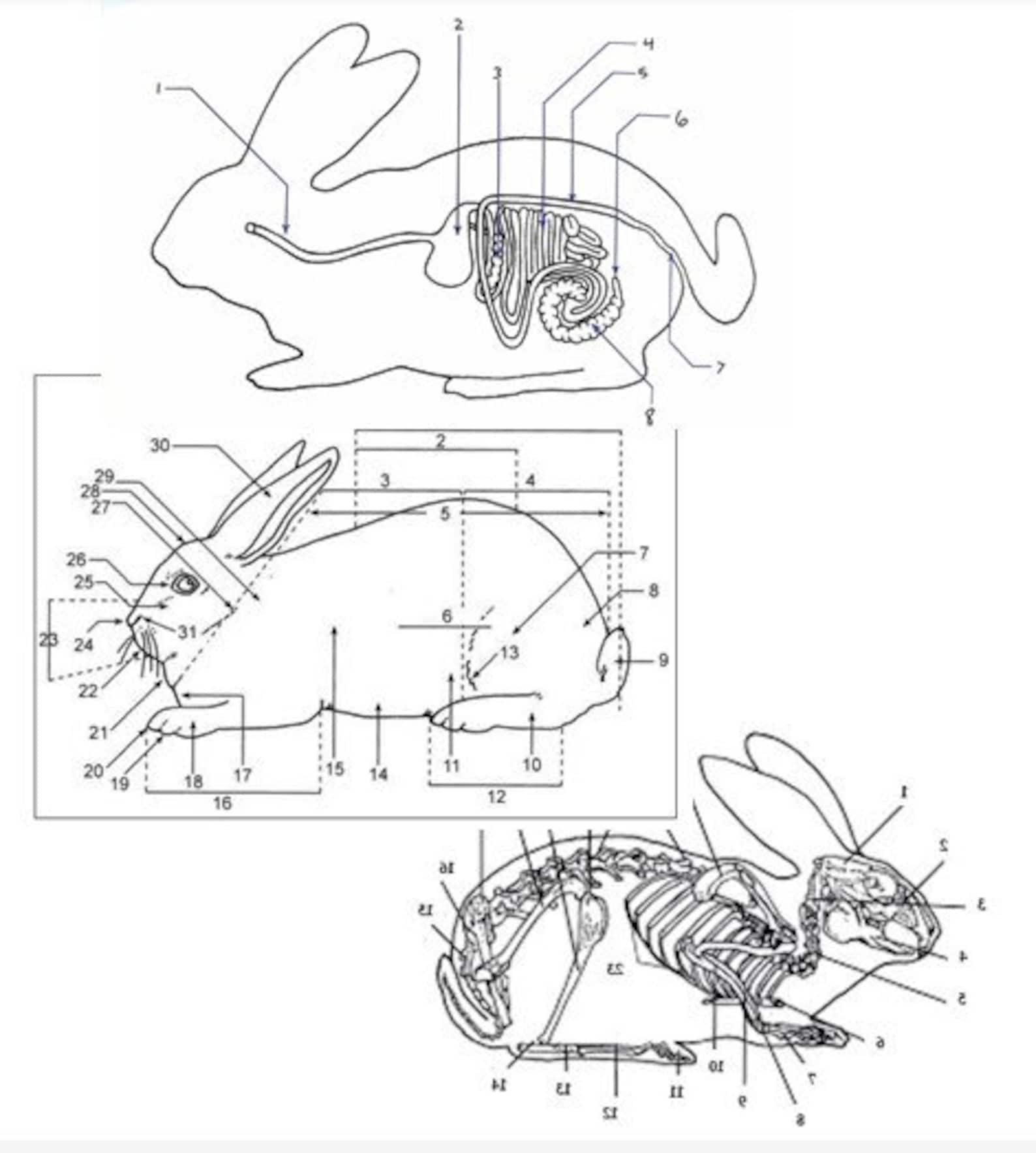 PRINTABLE Rabbit External, Digestive, and Skeletal Anatomy Worksheet ...