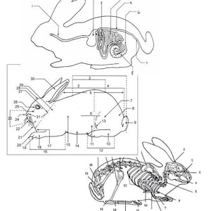 PRINTABLE Rabbit External, Digestive, and Skeletal Anatomy Worksheet ...