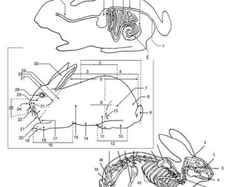 PRINTABLE Rabbit External Anatomy Worksheet - Etsy