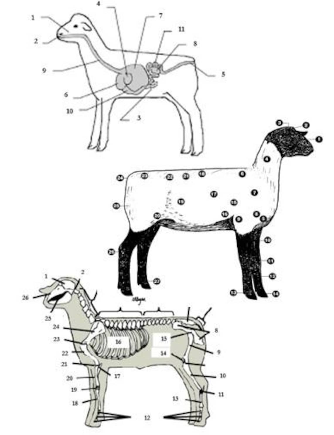 PRINTABLE Sheep External, Digestive, and Skeletal Anatomy Worksheet and ...