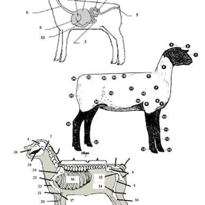 PRINTABLE Sheep External, Digestive, and Skeletal Anatomy Worksheet and ...