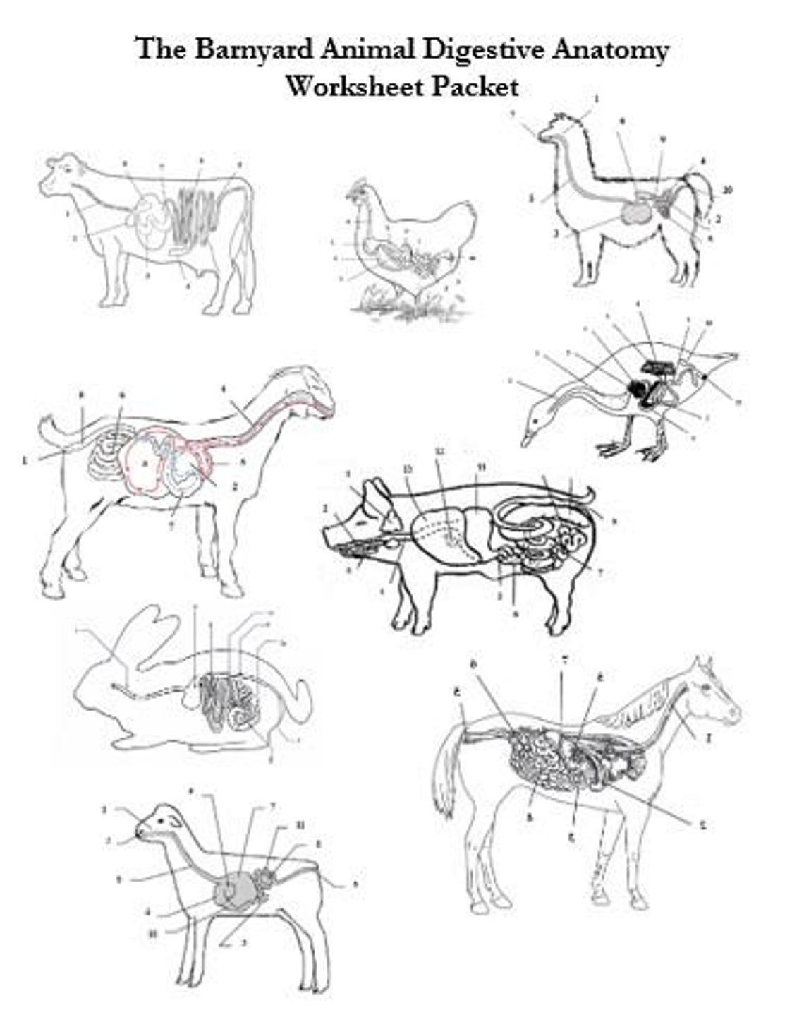 PRINTABLE Barnyard Animal Digestive Anatomy Bundle: Cattle, Chicken ...
