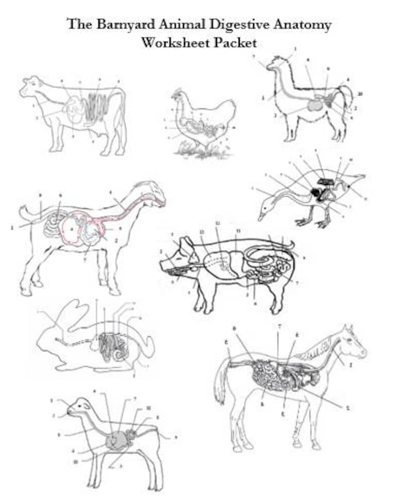 PRINTABLE Barnyard Animal Digestive Anatomy Bundle: Cattle, Chicken ...