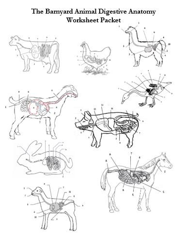 PRINTABLE Barnyard Animal Digestive Anatomy Bundle: Cattle, Chicken ...