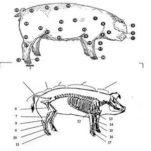 PRINTABLE Pig Skeletal and External Anatomy Worksheet Bundle - Etsy