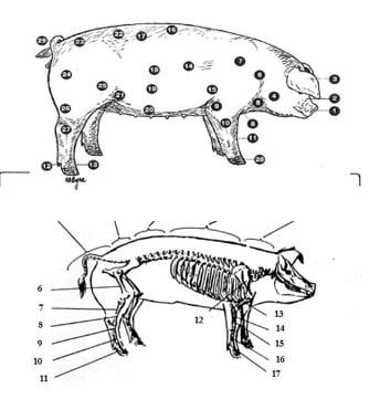 PRINTABLE Pig Skeletal and External Anatomy Worksheet Bundle - Etsy