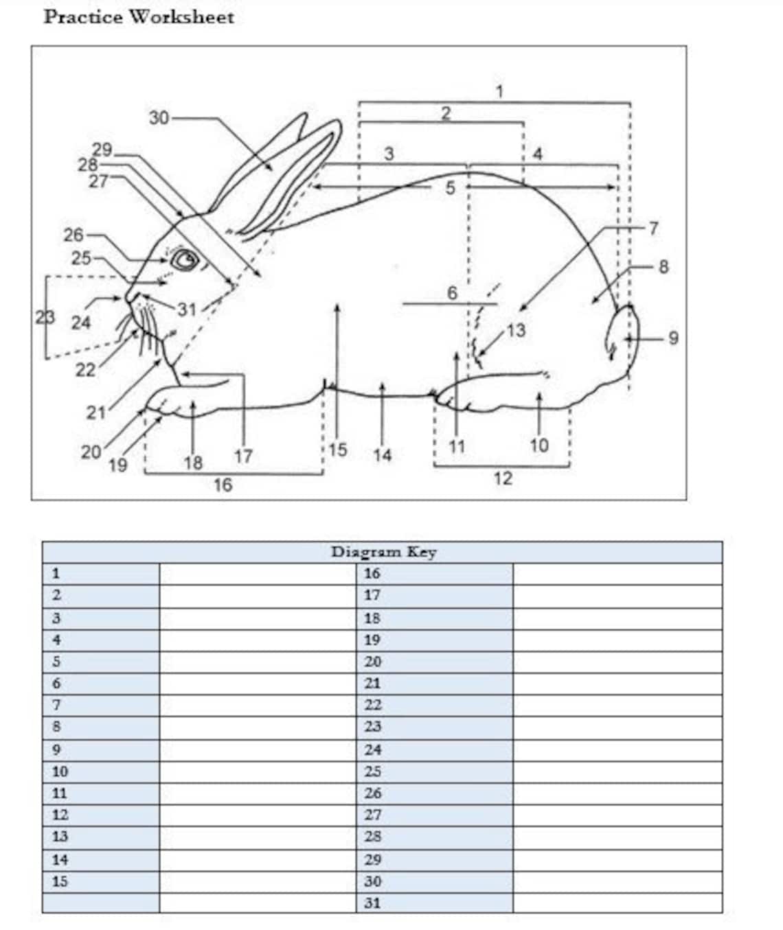 PRINTABLE Rabbit External Anatomy Worksheet - Etsy