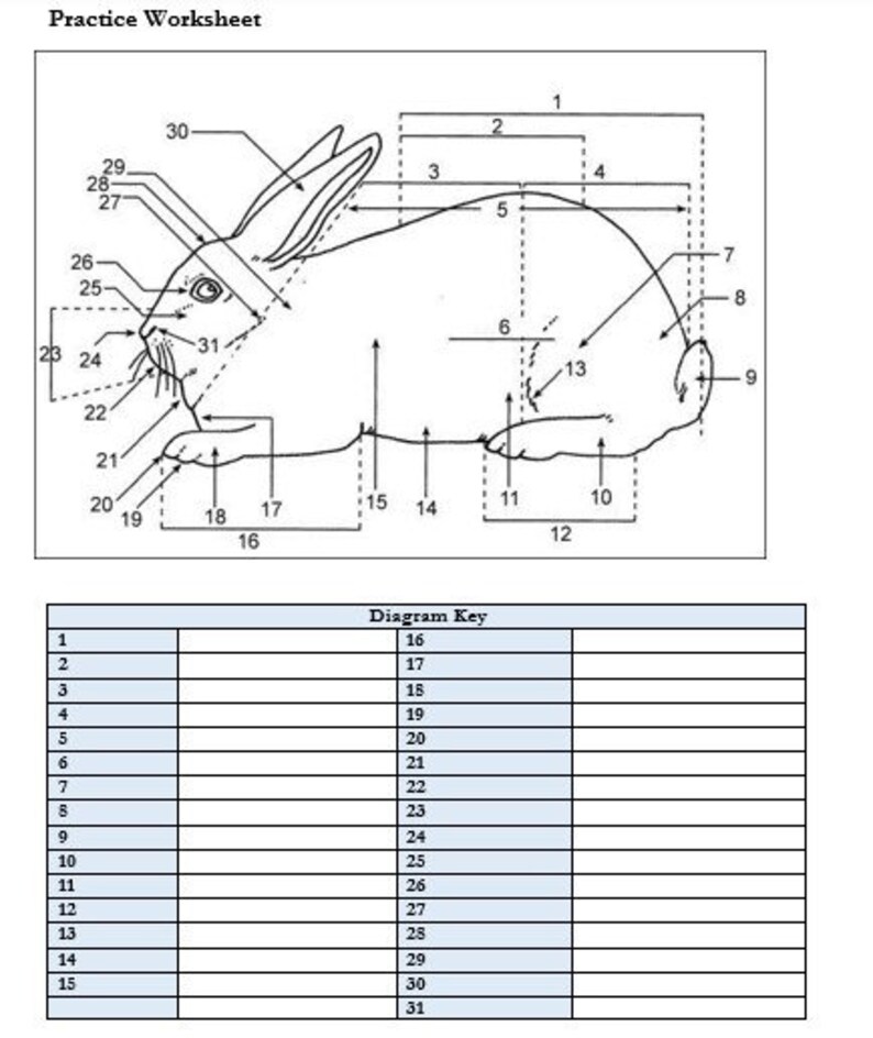 PRINTABLE Rabbit External Anatomy Worksheet - Etsy