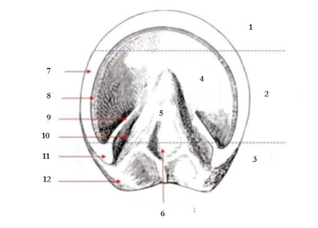 PRINTABLE Horse Hoof Anatomy Worksheet and Practice Sheet - Etsy