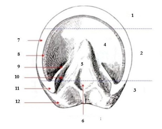 PRINTABLE Horse Hoof Anatomy Worksheet and Practice Sheet - Etsy