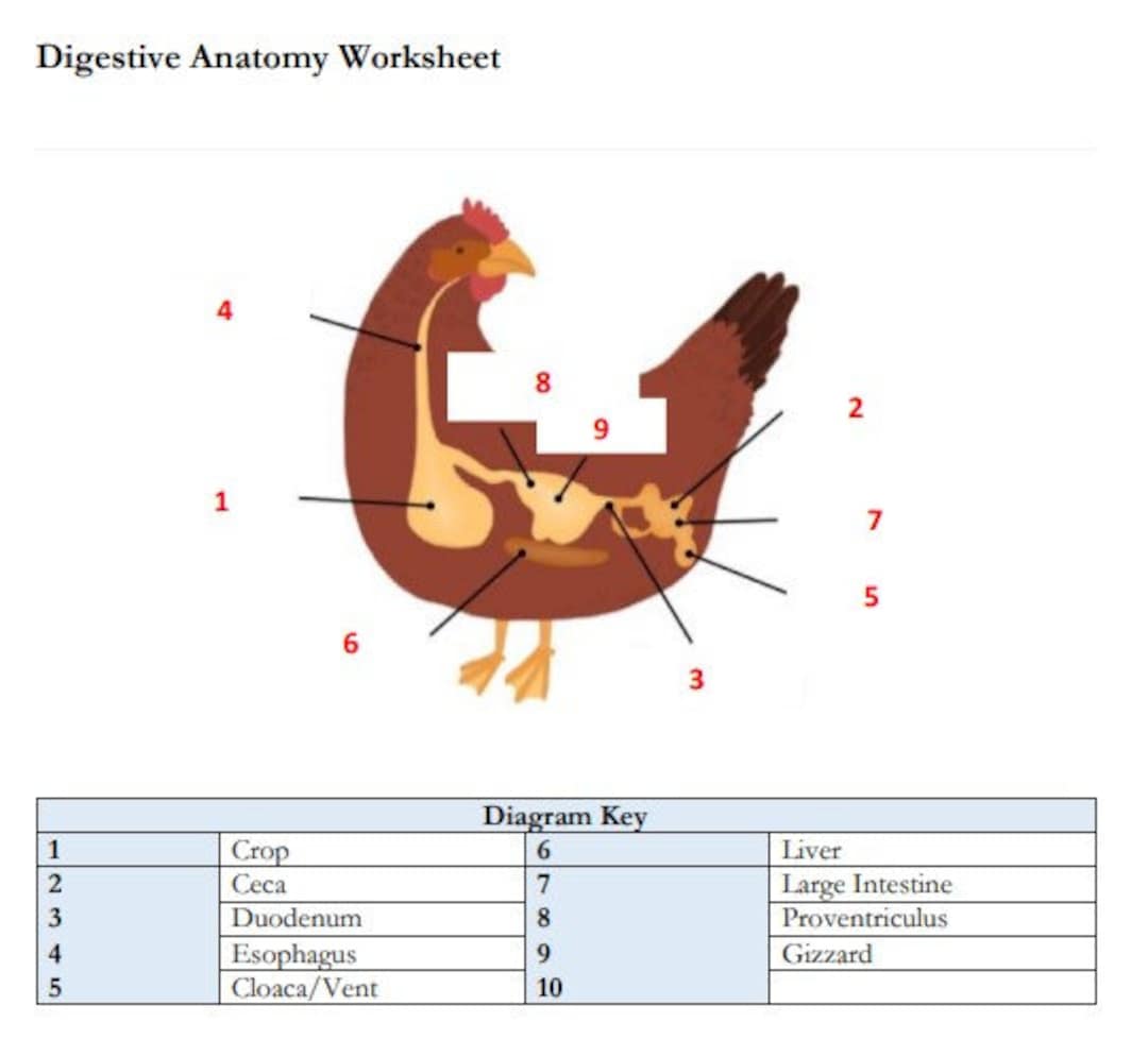 PRINTABLE Chicken Digestive Anatomy Worksheet and Practice - Etsy