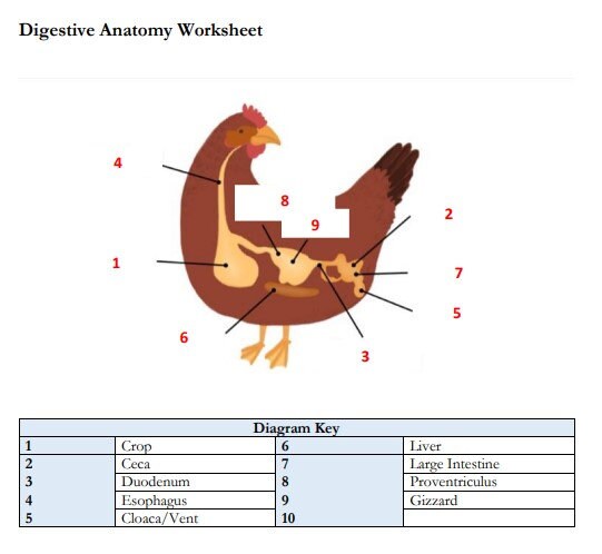 PRINTABLE Chicken Digestive Anatomy Worksheet and Practice - Etsy